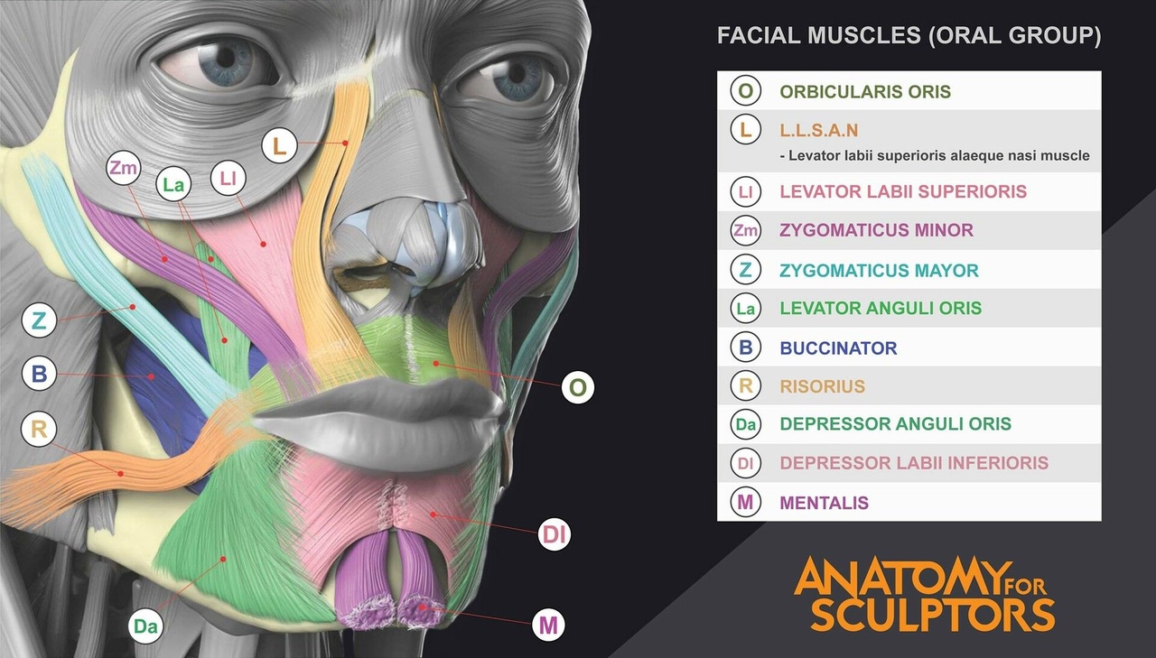 emotions, tutorial, anatomy | Facial muscles, Facial muscles anatomy ...